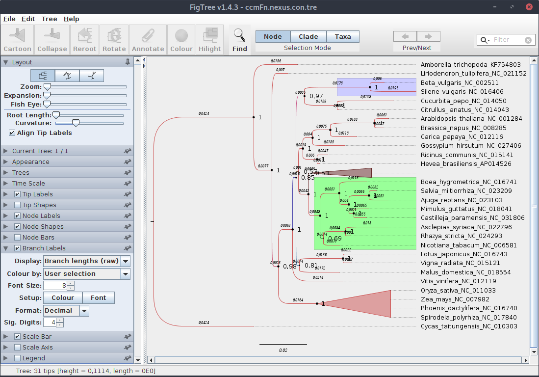 Wizualizacja drzew - Filogenetyka roślin